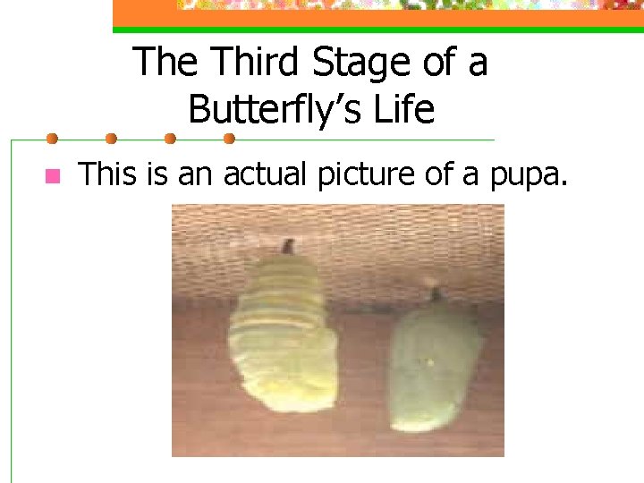 Grade 3 The Life Cycle of a Butterfly