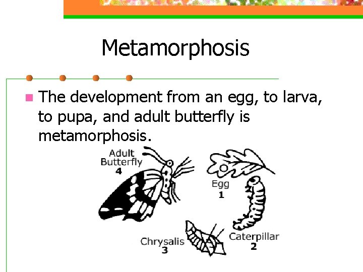 Grade 3 The Life Cycle of a Butterfly