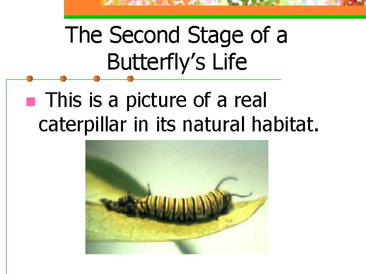 Grade 3 The Life Cycle of a Butterfly