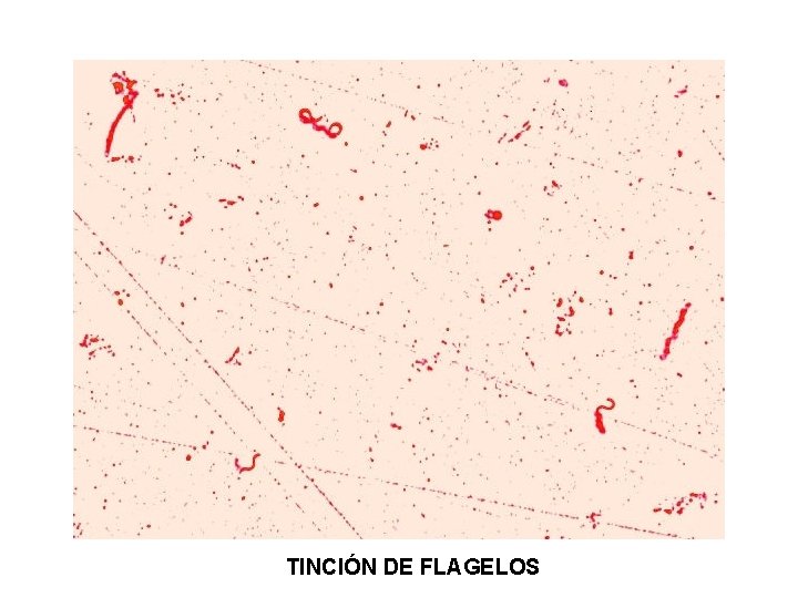 PREPARACIONES MICROSCPICAS Y OBSERVACIONES DIVERSAS 1 INTRODUCCIN A