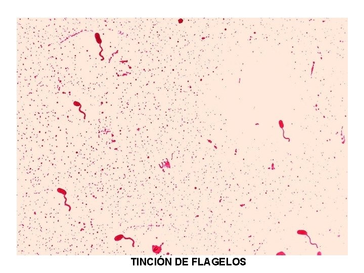 PREPARACIONES MICROSCPICAS Y OBSERVACIONES DIVERSAS 1 INTRODUCCIN A