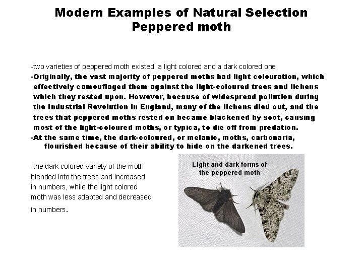 Modern Examples of Natural Selection Peppered Moth Antibiotic