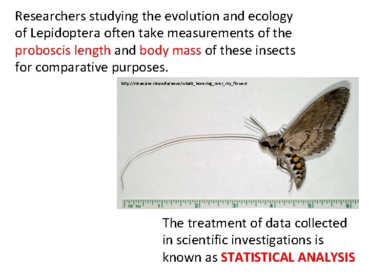 The Data Collection and Statistical Analysis in IB