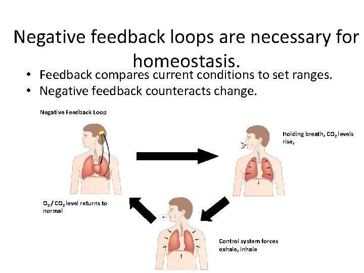 Human Systems and Homeostasis Biology Chapter 28 KEY