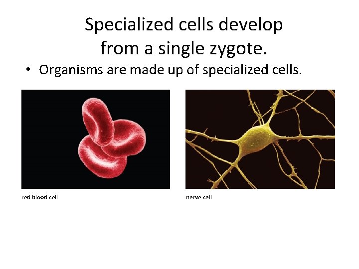 Human Systems and Homeostasis Biology Chapter 28 KEY