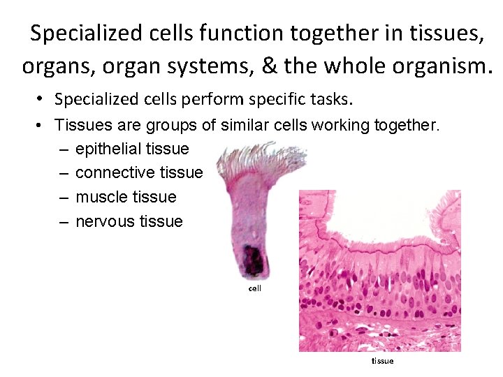 Human Systems and Homeostasis Biology Chapter 28 KEY