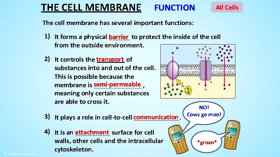 Ch 4 Vocabulary Cells in Action 1 Cell