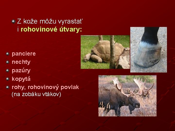 Pohyb a povrch tela ivochov 9 ronk Povrch