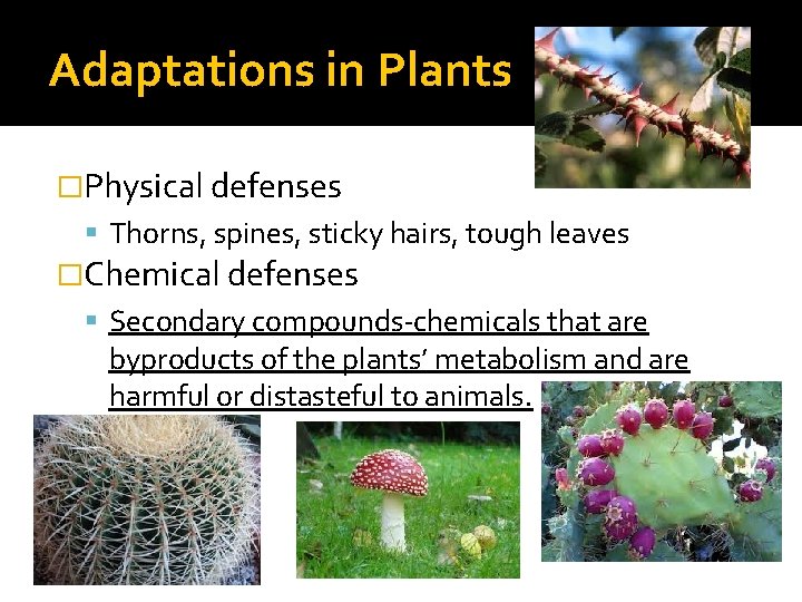 Community Ecology Biology 1 Chapter 20 Do Now