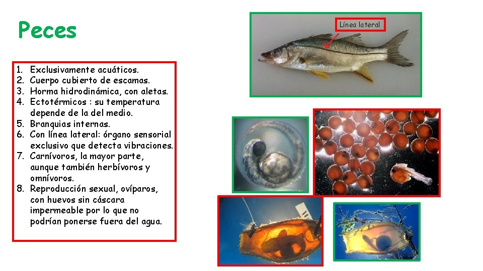TEMA 6 LOS VERTEBRADOS Peces 1 2 3