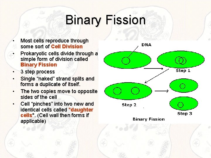 CELL DIVISION By Dr Mohamed Nagui Tawfik Associate