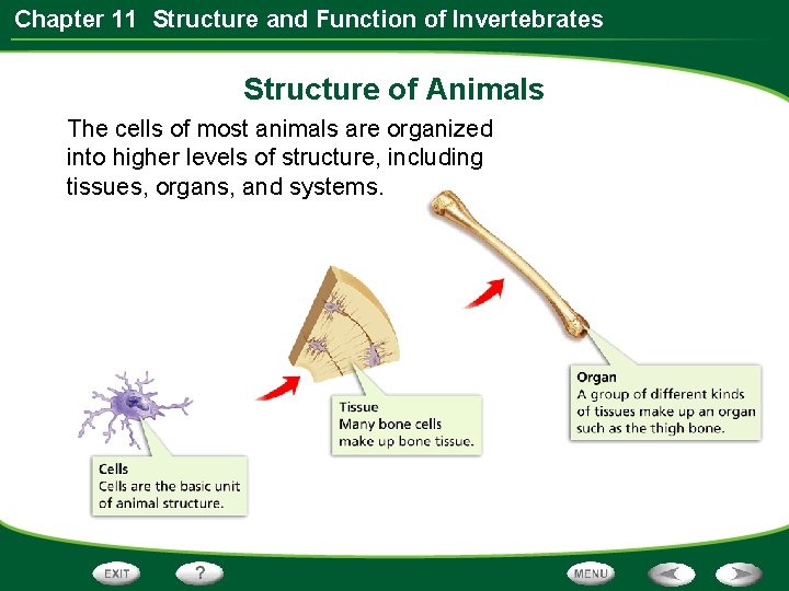 Chapter 11 Structure and Function of Invertebrates Table