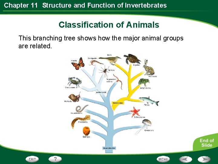 Chapter 11 Structure and Function of Invertebrates Table