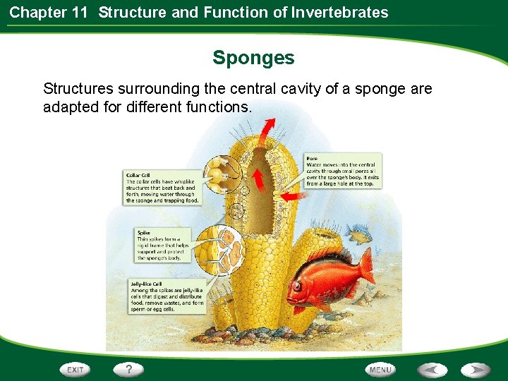 Chapter 11 Structure and Function of Invertebrates Table