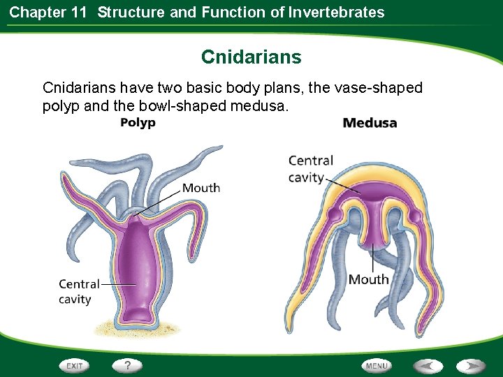Chapter 11 Structure and Function of Invertebrates Table