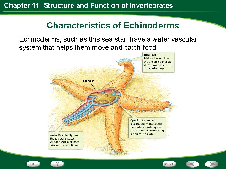 Chapter 11 Structure and Function of Invertebrates Table