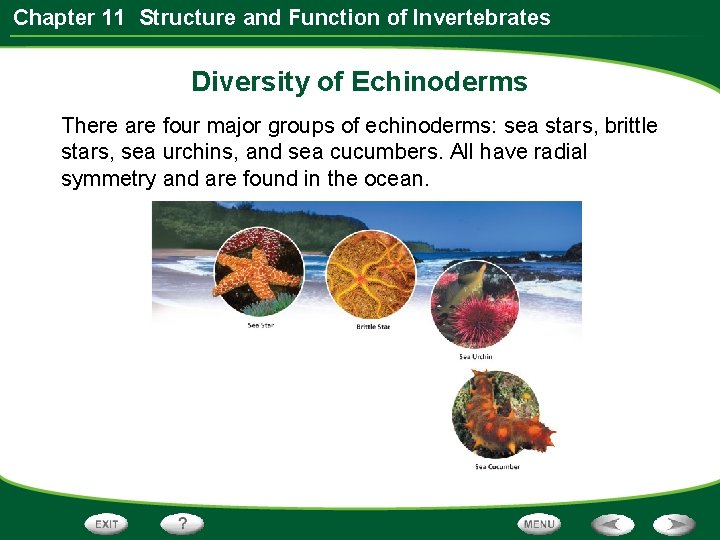 Chapter 11 Structure and Function of Invertebrates Table