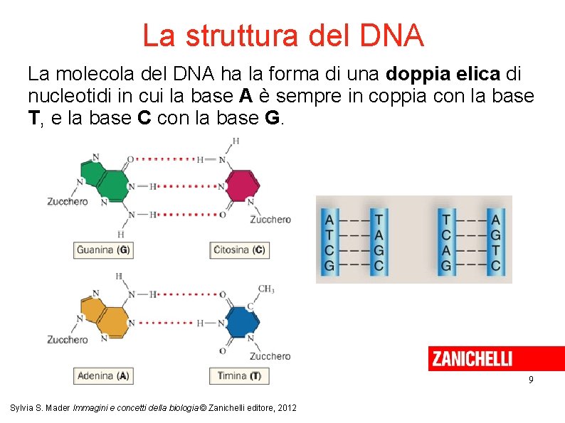 B 2 La genetica molecolare 1 Sylvia S