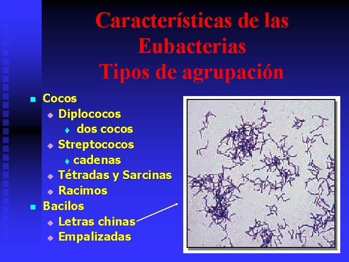 Clasificacin Bacteriana Caractersticas Fenotpicas Morfologa u Cocos Bacilos
