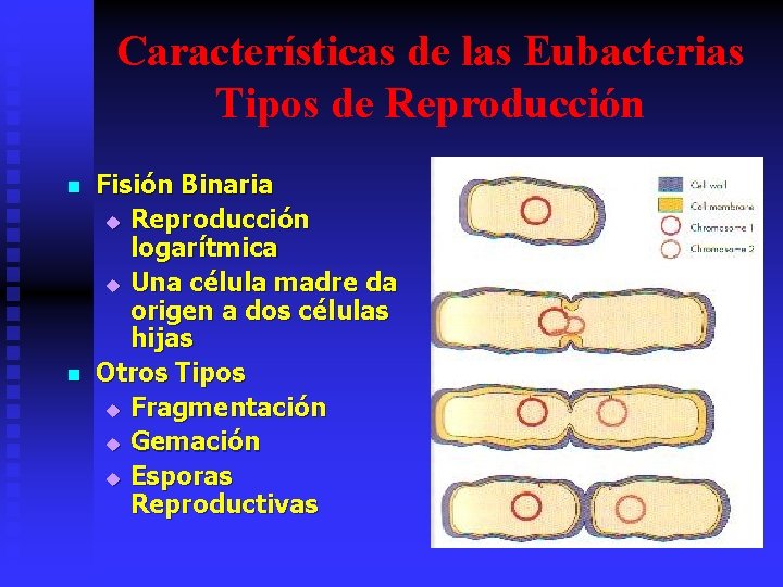 Clasificacin Bacteriana Caractersticas Fenotpicas Morfologa u Cocos Bacilos