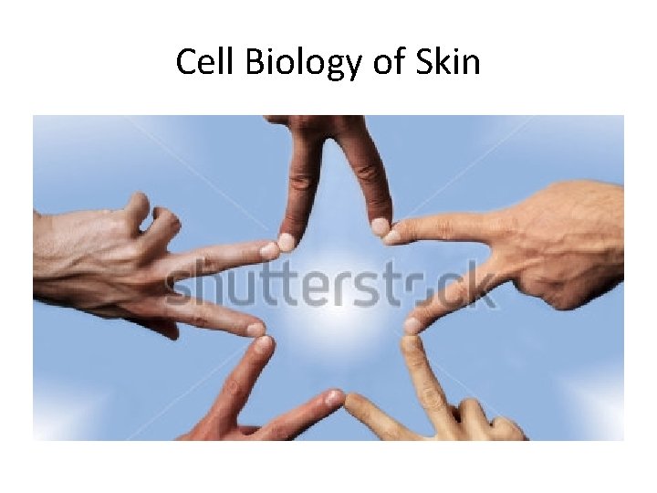 Skin Pigmentation Cell Biology slide version 1 0