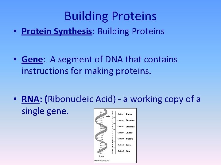 Bell Ringer 1 What is the complementary DNA