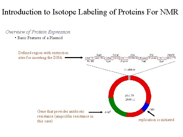 Introduction to Isotope Labeling of Proteins For NMR
