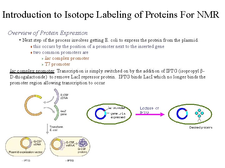 Introduction to Isotope Labeling of Proteins For NMR