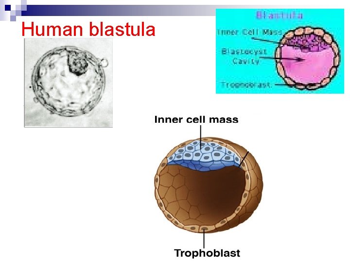 Phases of Embryonic Development Abdelalim Gadallah Ph D