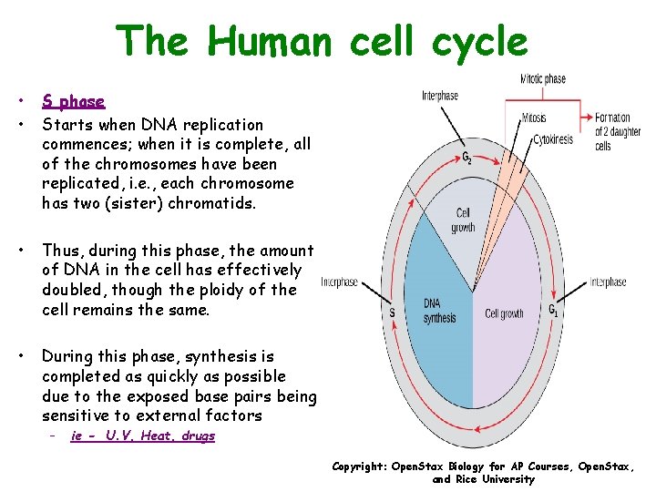 Human Biology BIOL 104 Talk Eleven Cell Reproduction