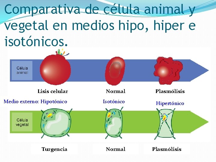 Niveles de organizacin y base molecular de la