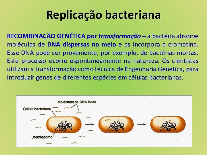 Seres Procariticos Seres procariticos Bactrias e Arqueas BACTERIA
