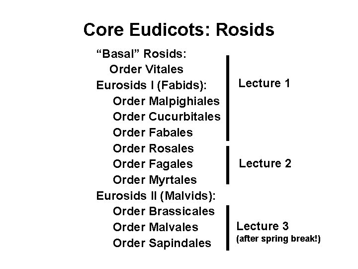 Rosids Part 1 Basal Rosids and Eurosids I