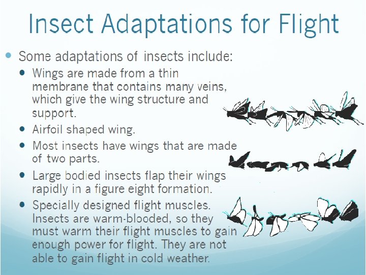 Adaptations in birds and insects Skeleton Lightweight skeleton