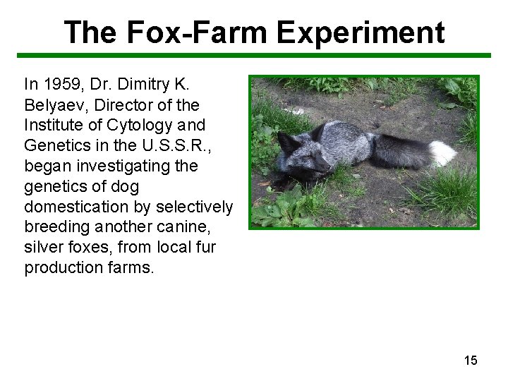 Breeding Belyaevs Pets Domestication Evolution and the FarmFox