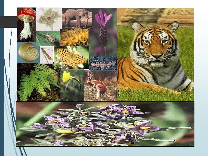 ECOSISTEMA FACTORES BIOTICOS ABIOTICOS ECOSISTEMA ACUATICO ECOSISTEMA ...