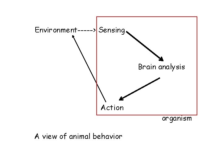 Sensory Systems Environment Sensing Brain analysis Action A