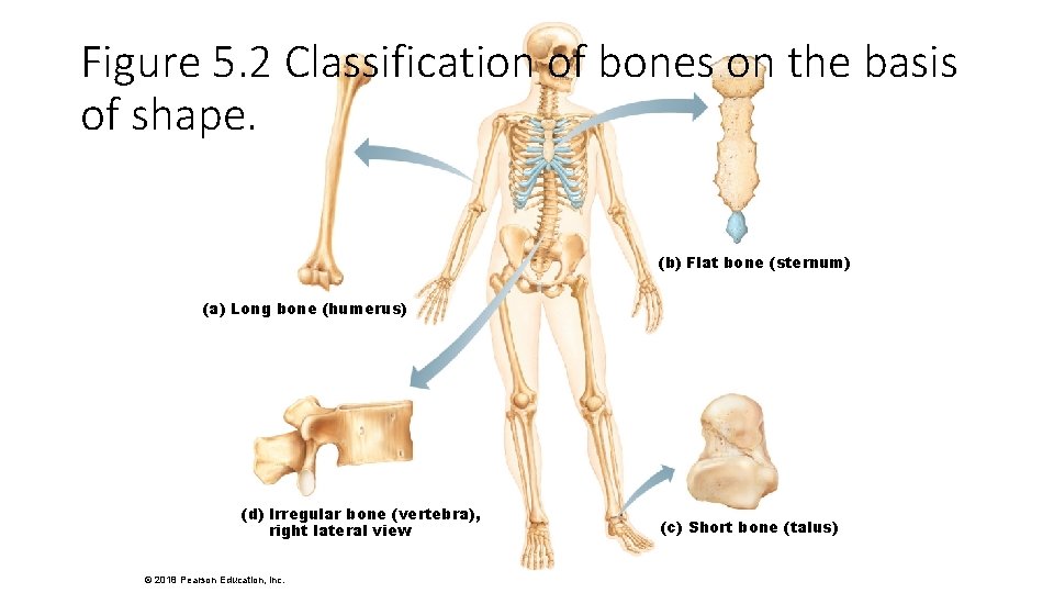 Classification of Bone Classification of Bone Bones are