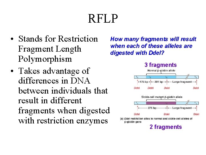 Genetics Techniques RFLP PCR AP Biology Unit 3