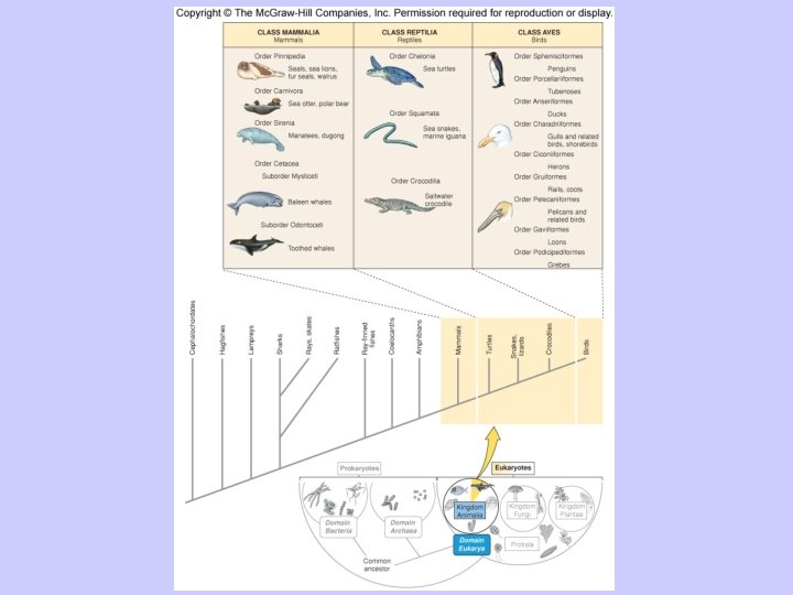 Chapter 9 Marine Reptiles Birds and Mammals Vertebrates