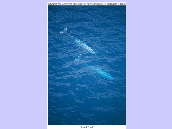 Chapter 9 Marine Reptiles Birds and Mammals Vertebrates