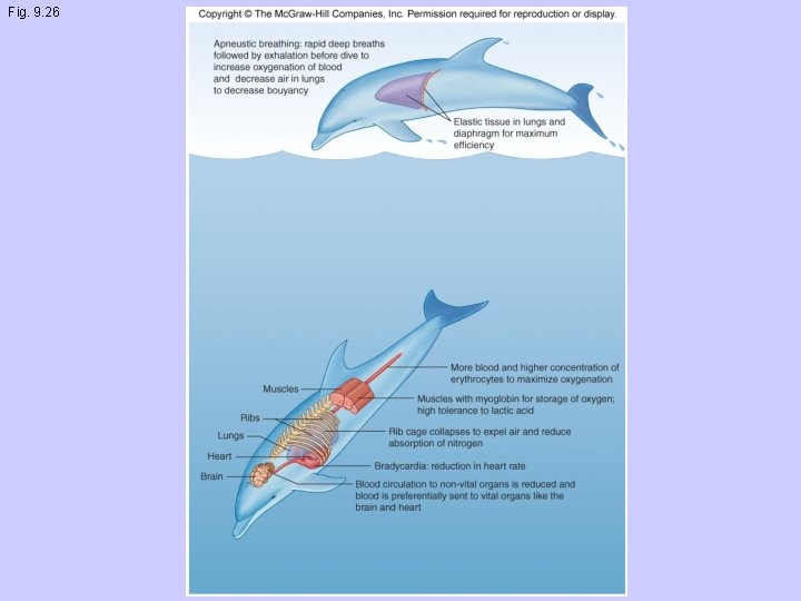 Chapter 9 Marine Reptiles Birds and Mammals Vertebrates