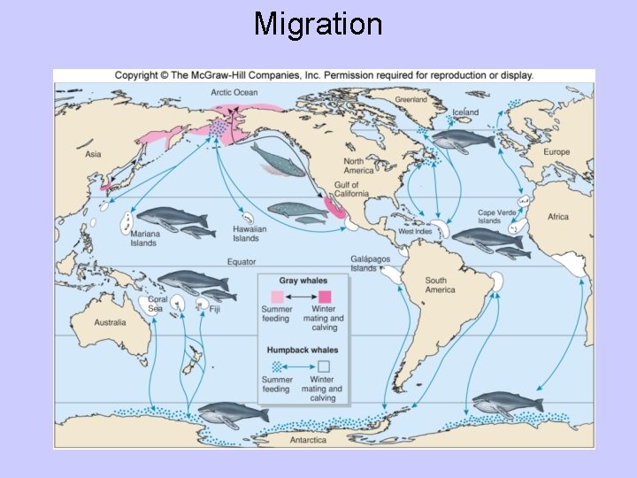 Chapter 9 Marine Reptiles Birds and Mammals Vertebrates