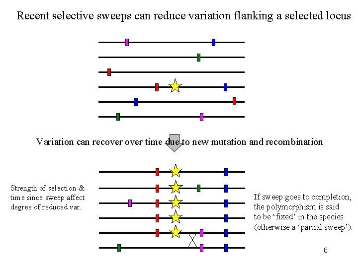 The Neutral Theory M Kimura 1968 Most observed