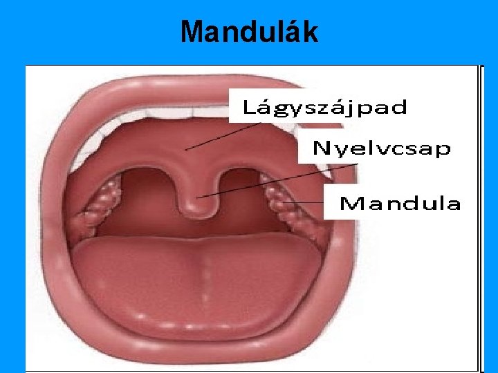 A kerings szervrendszere Biolgia 8 vfolyam Ksztette Httern