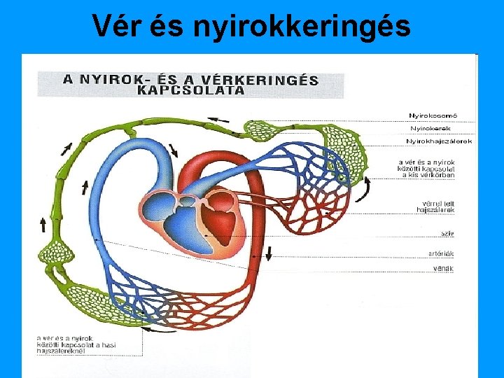 A kerings szervrendszere Biolgia 8 vfolyam Ksztette Httern