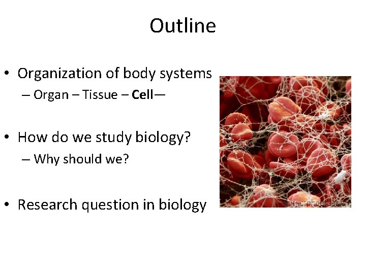Cell Biology Outline Organization of body systems Organ