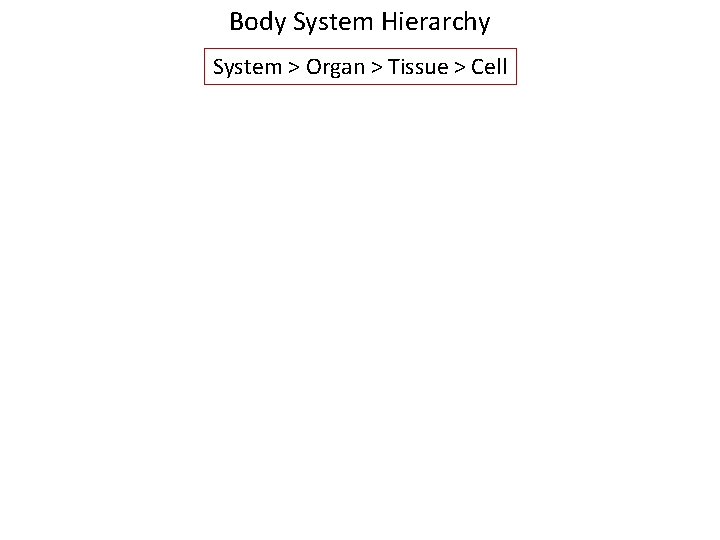 Cell Biology Outline Organization of body systems Organ