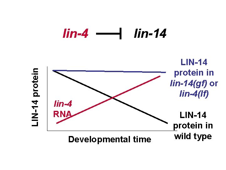 mi RNA Reading http www ambion comtechlibhottopicsrnai Lecture