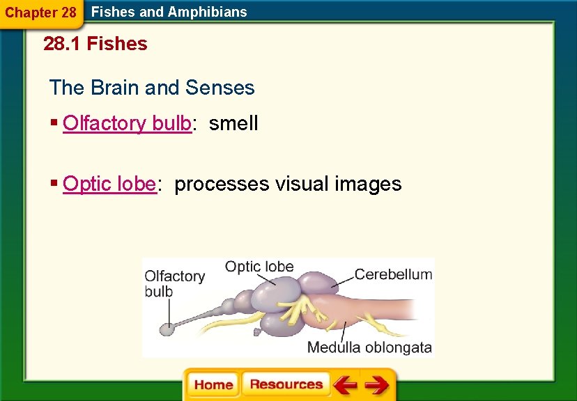 Classes of vertebrates include fishes amphibians reptiles birds